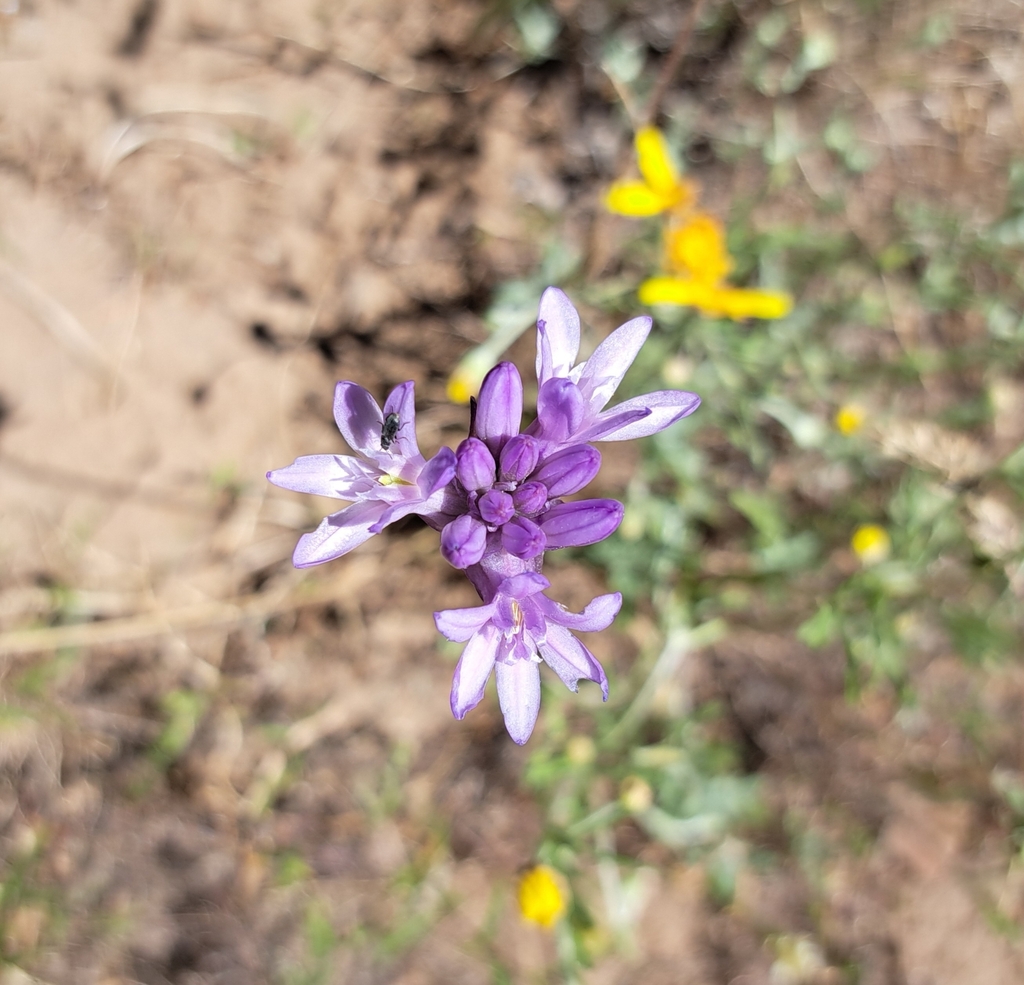 Dichelostemma congestum (Blue-dicks, Congested Snake Lily, Field ...