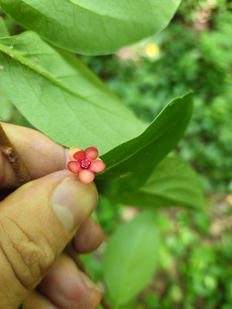 Schisandra glabra (Bay Starvine, Bay Star Vine, Climbing-magnolia, Star ...
