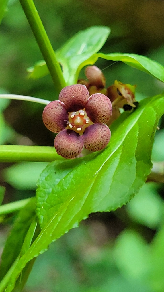 Euonymus occidentalis (Burning Bush, Spindle Tree, Wahoo, Western ...
