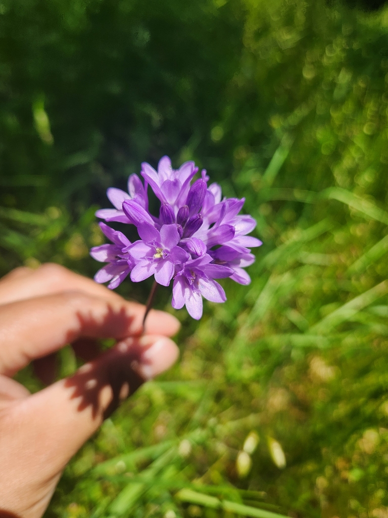 Dichelostemma congestum (Blue-dicks, Congested Snake Lily, Field ...