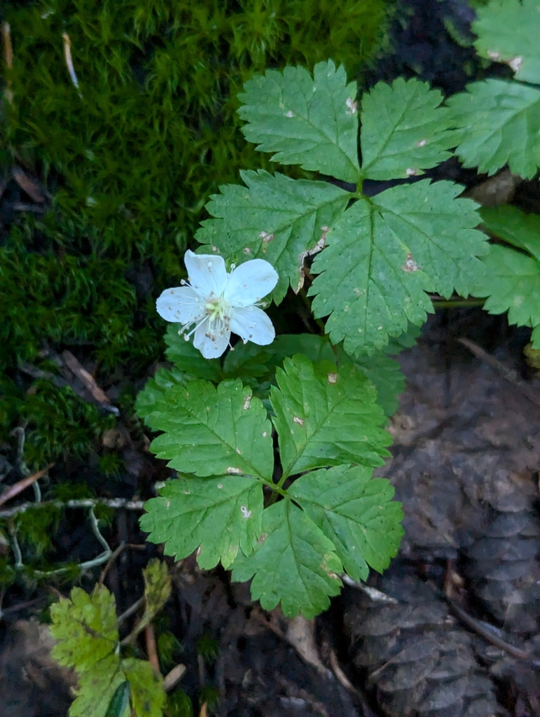 Rubus pedatus (Blackberry, Creeping Rubus, Dewberry, Strawberryleaf ...