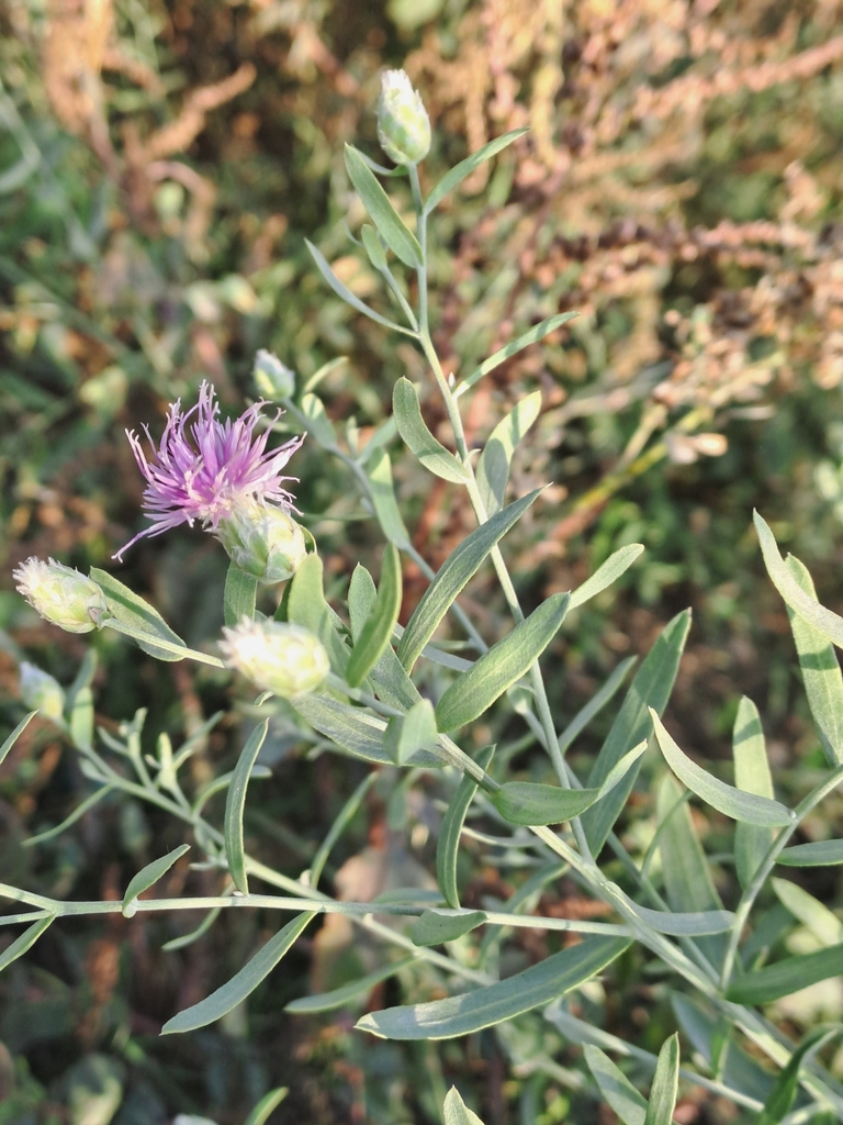 Rhaponticum repens (Russian Knapweed) | North Carolina Extension ...