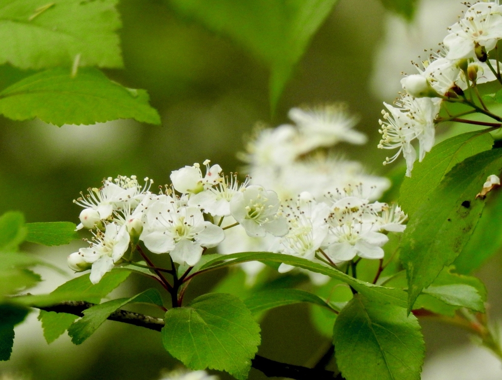 Crataegus viridis (Green Hawthorn, Southern Hawthorn, Washington ...