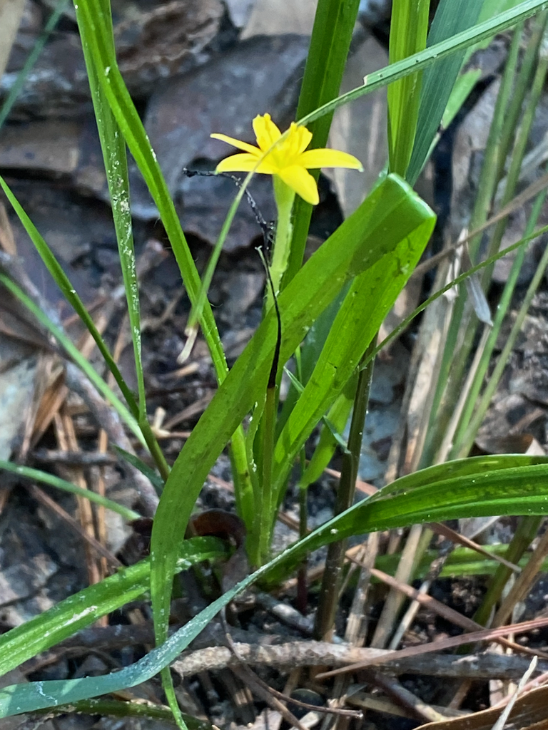 Hypoxis (Oxblood Lilies, Red Star, Stargrass) | North Carolina ...