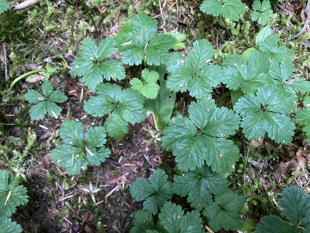 Rubus pedatus (Blackberry, Creeping Rubus, Dewberry, Strawberryleaf ...