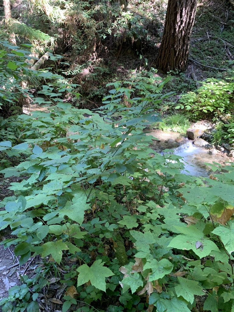 Euonymus occidentalis (Burning Bush, Spindle Tree, Wahoo, Western ...