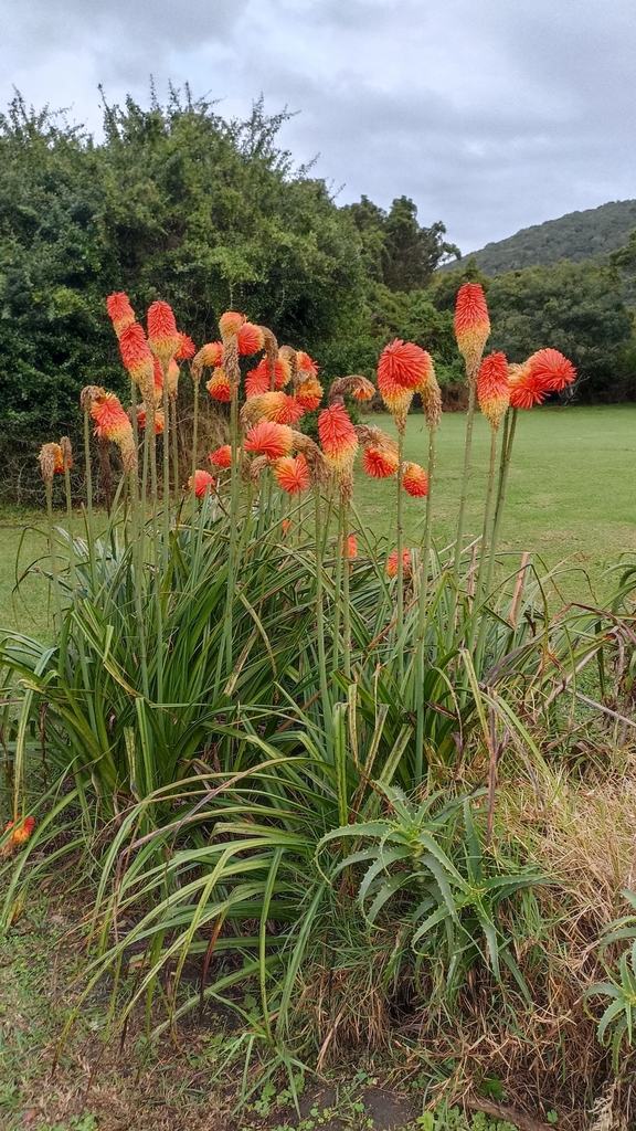 Kniphofia x praecox (Fire Poker, Greater Red Hot Poker, Red Hot Poker ...