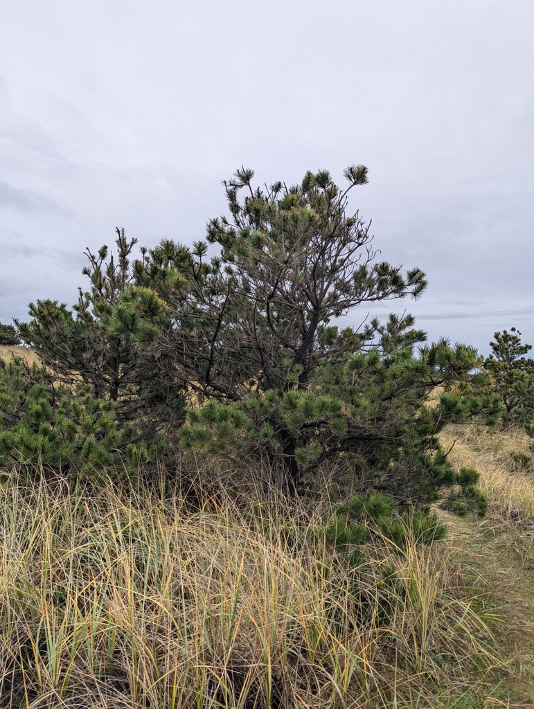 Pinus contorta (Beach Pine, Lodgepole Pine, Shore Pine, Twisted-Branch ...