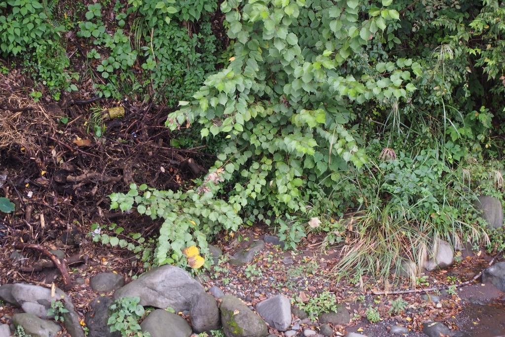 Euptelea polyandra (Euptelea) | North Carolina Extension Gardener Plant ...