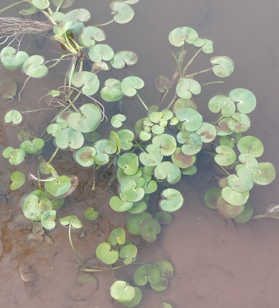 Hydrocleys nymphoides (Water Poppy) | North Carolina Extension Gardener ...