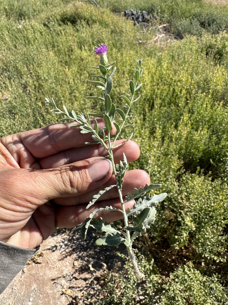 Rhaponticum repens (Russian Knapweed) | North Carolina Extension ...