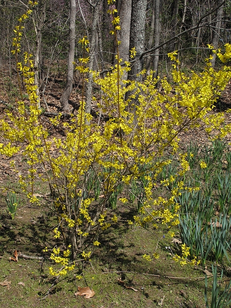 Forsythia viridissima (Greenstem Forsythia) | North Carolina Extension ...