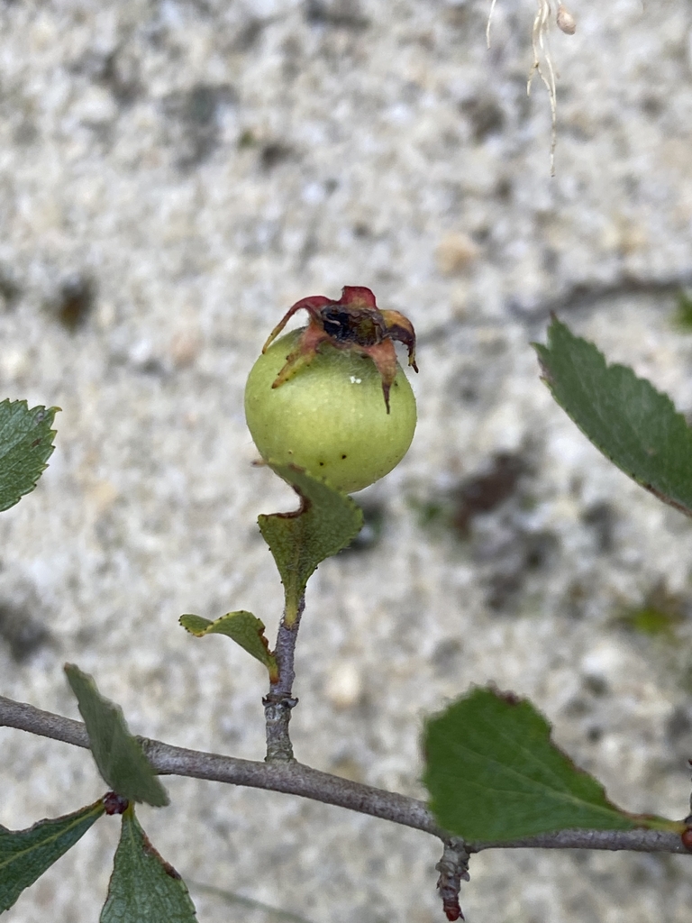 Crataegus munda (Batesburg Hawthorn, Dwarf Hawthorn, Hawthorn, Pexa ...