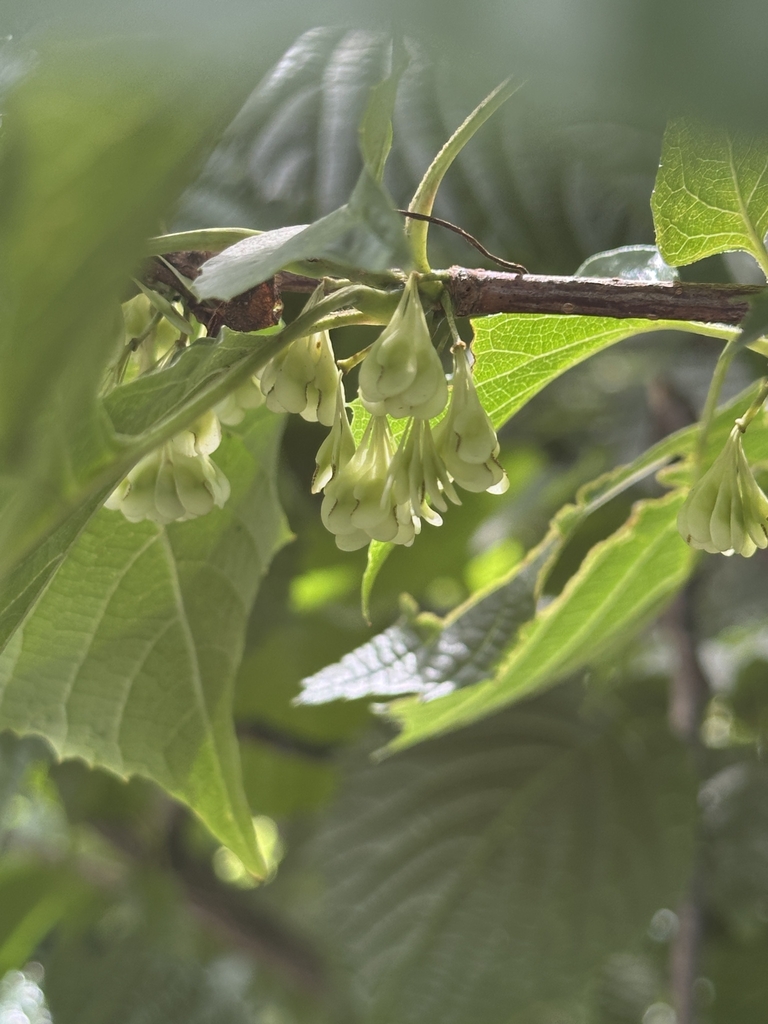 Euptelea polyandra (Euptelea) | North Carolina Extension Gardener Plant ...