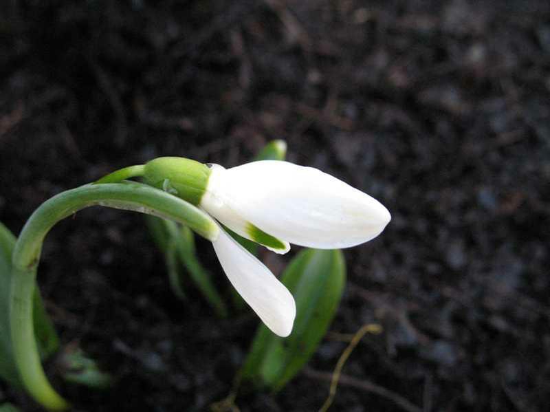 Galanthus elwesii (Giant Snowdrop, Snowdrop) | North Carolina Extension ...