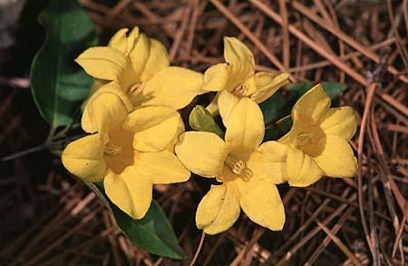 Gelsemium rankinii (Swamp Jasmine, Swamp Yellow Jessamine, Yellow ...