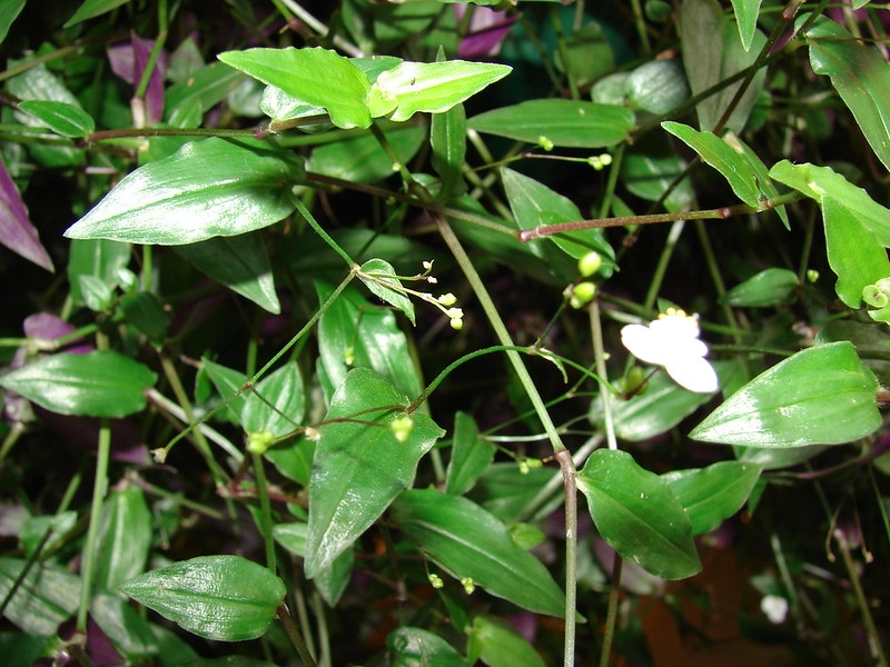 Gibasis pellucida (Tahitian Bridal Veil) | North Carolina Extension ...