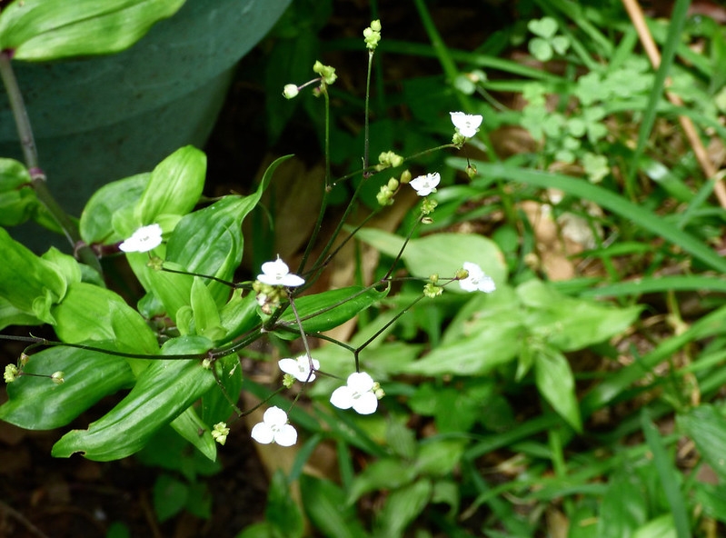 Gibasis pellucida (Tahitian Bridal Veil) | North Carolina Extension ...