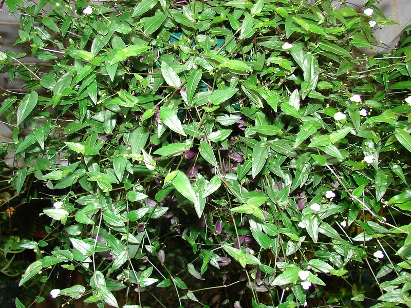 Gibasis pellucida (Tahitian Bridal Veil) | North Carolina Extension ...
