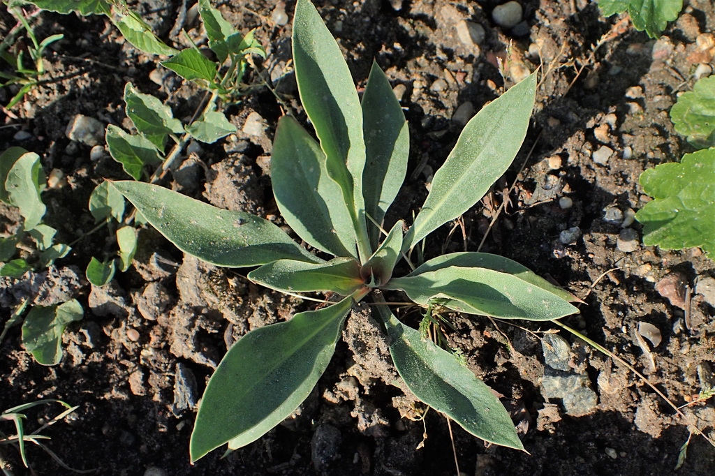 Goniolimon tataricum (German Statice, Sea Lavender, Statice, Tatarian ...