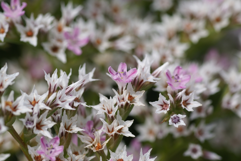 Goniolimon tataricum (German Statice, Sea Lavender, Statice, Tatarian ...