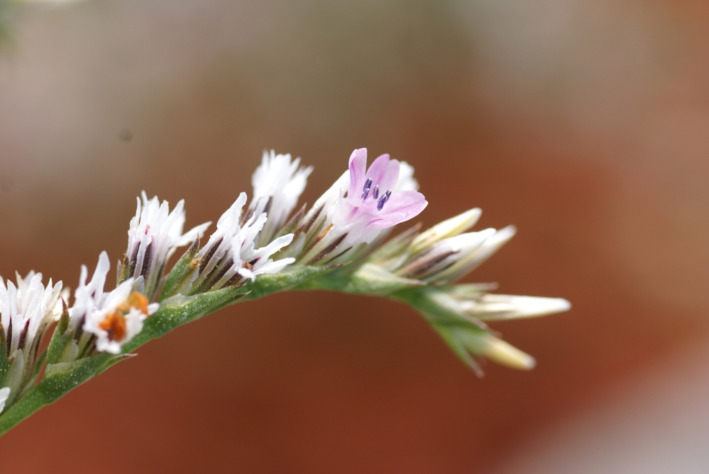 Goniolimon tataricum (German Statice, Sea Lavender, Statice, Tatarian ...