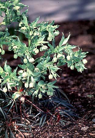 Helleborus foetidus (Bearsfoot Hellebore, Dungwort, Setterwort ...