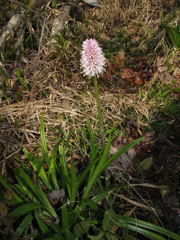 Helonias bullata (Swamp Pink, Swamp-pink) | North Carolina Extension ...
