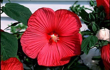 Hibiscus moscheutos (Crimsoneyed Rosemallow, Mallow Rose, Rose Mallow ...