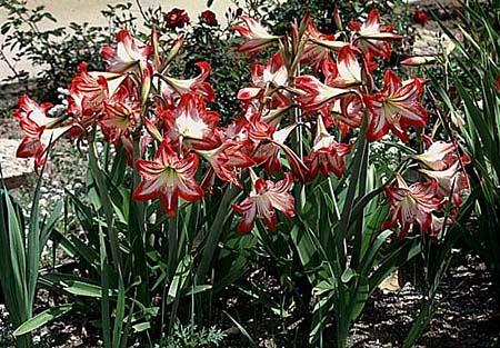 Hippeastrum (Amaryllis, Barbados Lily, Christmas Rose, Dutch Amaryllis ...