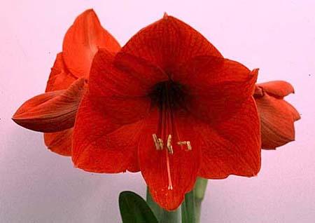Hippeastrum (Amaryllis, Barbados Lily, Christmas Rose, Dutch Amaryllis ...
