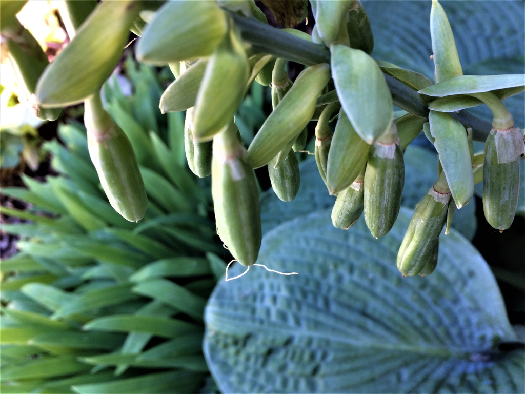 Hosta (Hosta, Plantain Lily) | North Carolina Extension Gardener Plant ...