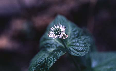 Hydrastis canadensis (Golden Seal) | North Carolina Extension Gardener ...