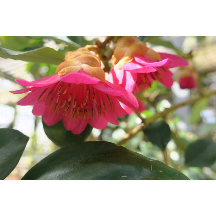 Rhodoleia henryi (Evergreen Rose Hazel) | North Carolina Extension ...