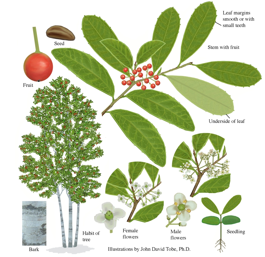 Cassine (Ilex cassine) Care Guide
