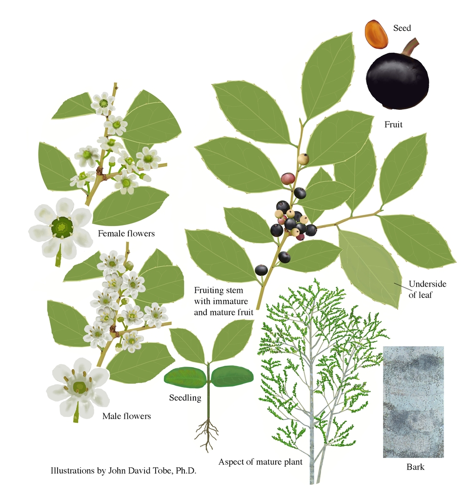 Baygall Bush (Ilex coriacea) Care Guide