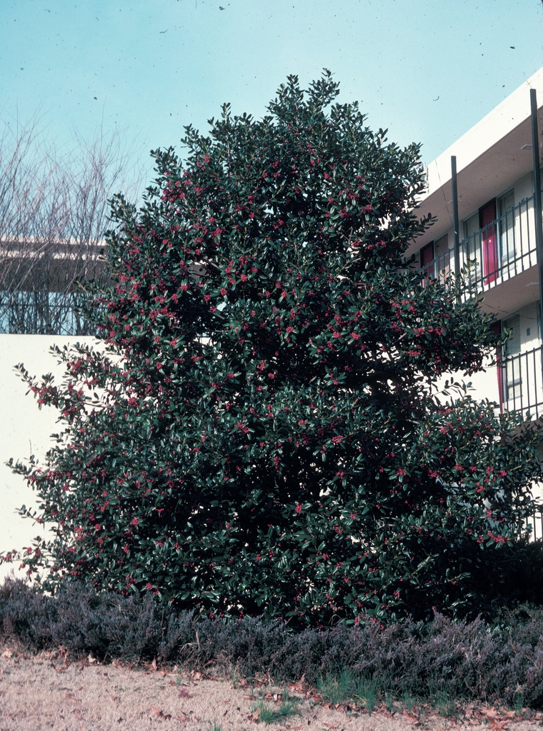 Ilex cornuta (Chinese Holly, Horned Holly) | North Carolina Extension ...