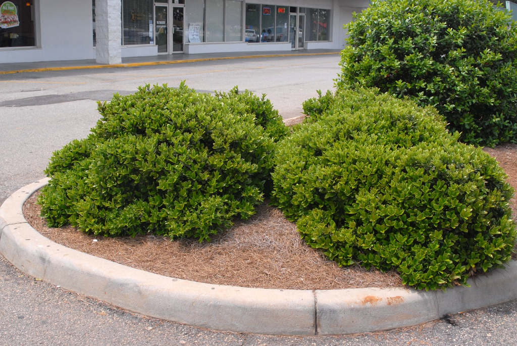Ilex cornuta (Chinese Holly, Horned Holly) | North Carolina Extension ...