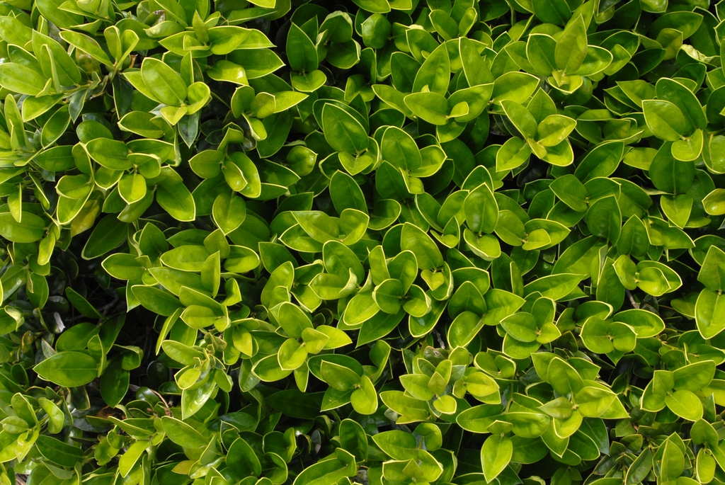 Ilex cornuta (Chinese Holly, Horned Holly) | North Carolina Extension ...