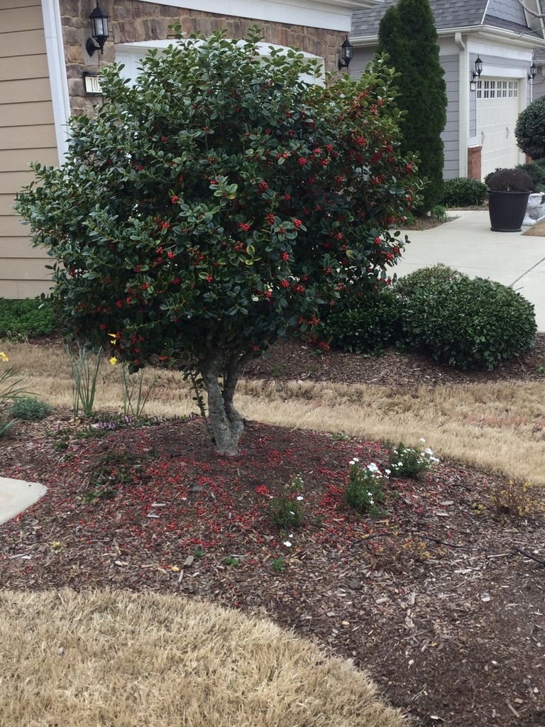 Ilex cornuta 'Dwarf Burford' (Burfordii Compacta, Burfordii Nana, Dwarf ...