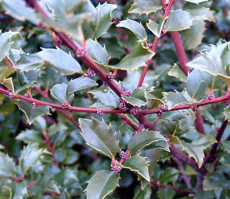 Ilex x meserveae (Blue Holly, Meserve Holly, Meserve Hybrid Holly ...