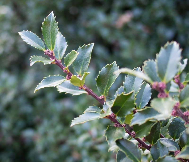 Ilex x meserveae (Blue Holly, Meserve Holly, Meserve Hybrid Holly ...
