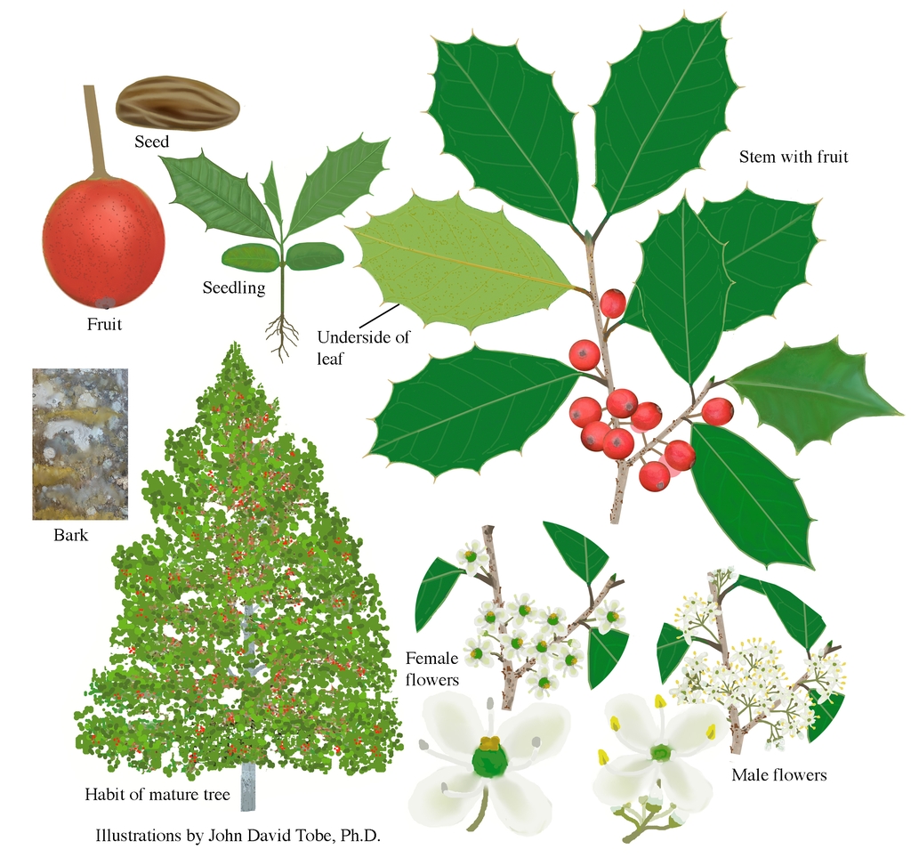 Ilex opaca (American Holly, Holly, Winterberry) | North Carolina ...