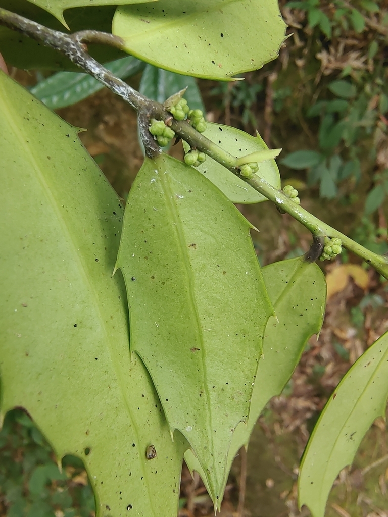 Ilex pernyi (Perny Holly) | North Carolina Extension Gardener Plant Toolbox