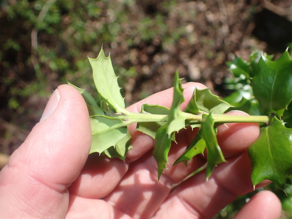 Ilex pernyi (Perny Holly) | North Carolina Extension Gardener Plant Toolbox