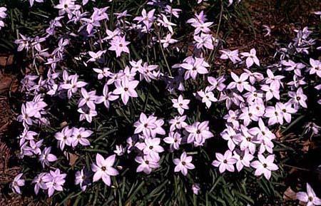 Ipheion uniflorum (Spring Starflower) | North Carolina Extension ...