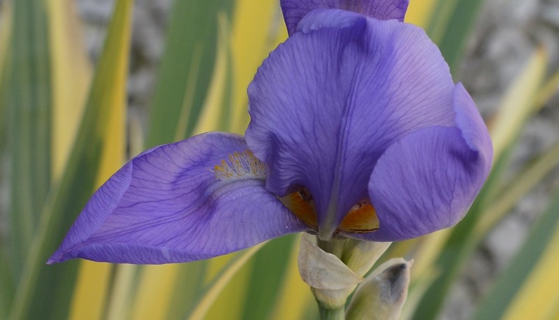 Zebra Iris - Iris pallida 'Variegata' | North Carolina Extension ...