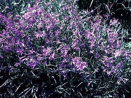 Ixiolirion tataricum (Ixiolirion, Lavendure Mountain Lily, Siberian ...