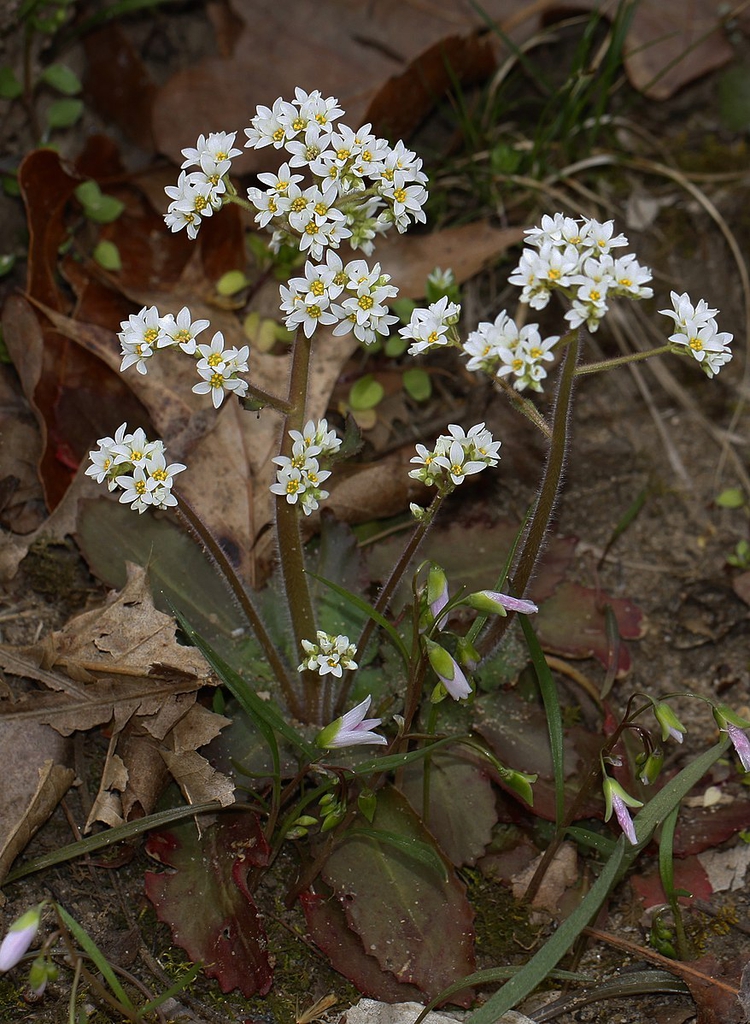 Micranthes virginiensis (Early Saxifrage, Early Small-Flowered ...