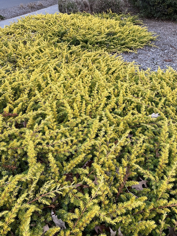 Juniperus conferta (Shore Juniper) | North Carolina Extension Gardener ...